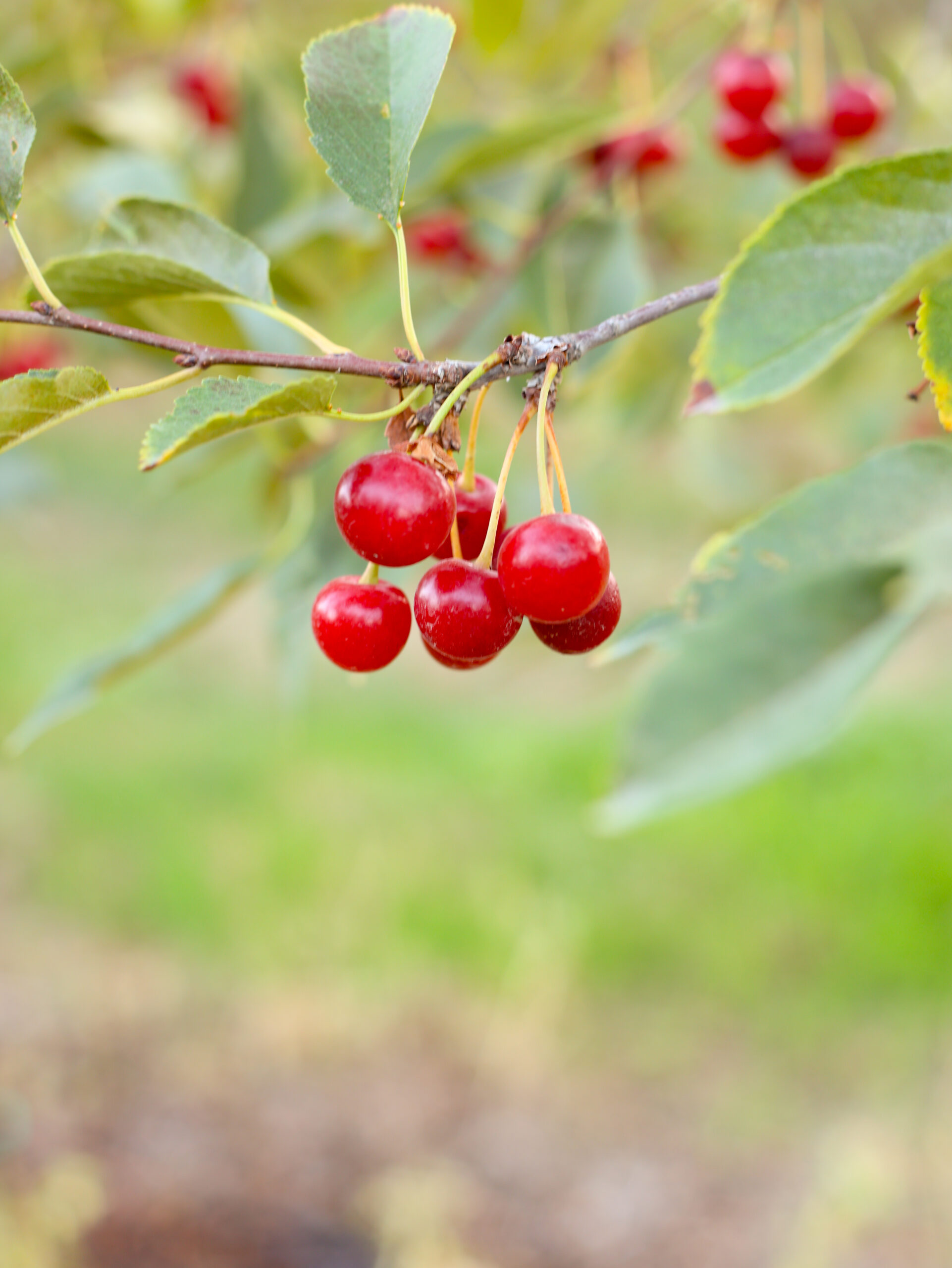 10 Utah Fruit Fun Facts: From Tart Cherries to Juicy Peaches - Utah ...